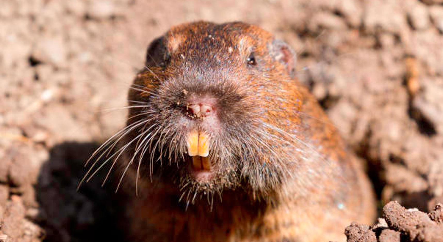 Es oficial: la tuza es Patrimonio Biocultural de Pachuca