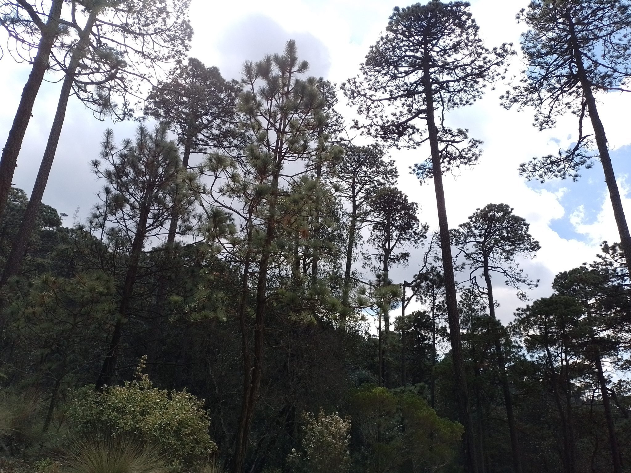 Atrévete a conocer el Cerro de las Navajas, en El Nopalillo