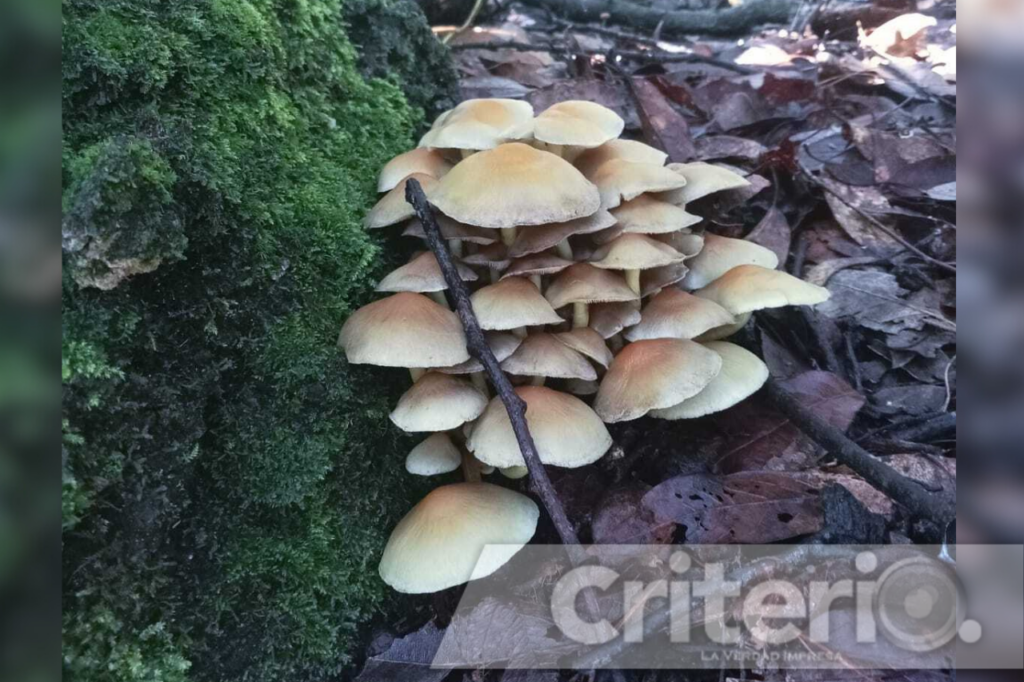 Descubre los sabores del bosque: recolección de hongos en Hidalgo