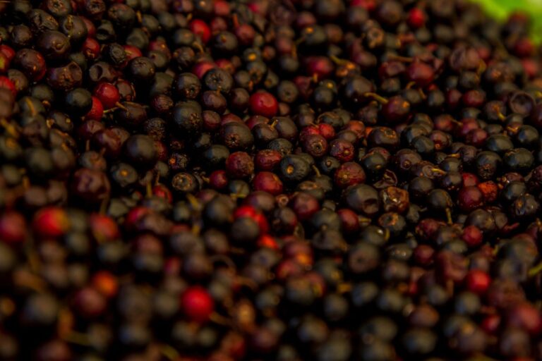 La temporada del cahuiche está muy cerca; conoce un poco sobre este ...