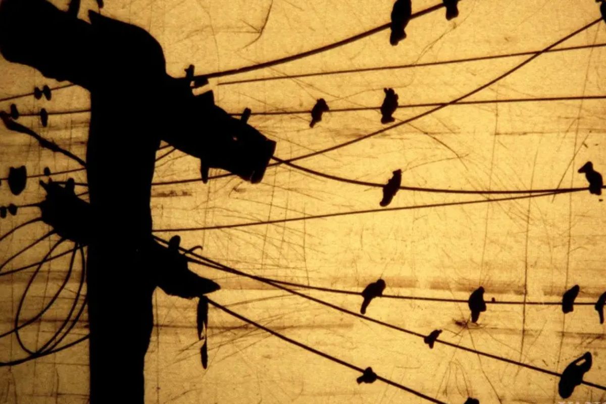 Cine a mano en la UAEH: Presentarán un trabajo experimental lleno de imaginación